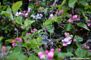 Apple Blossom in the Rain | Mike Howe